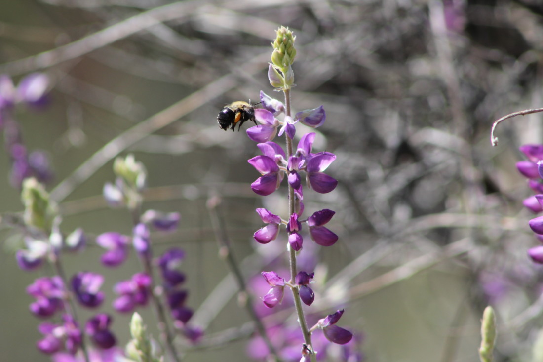 Earth Day: Bees | BenitoLink