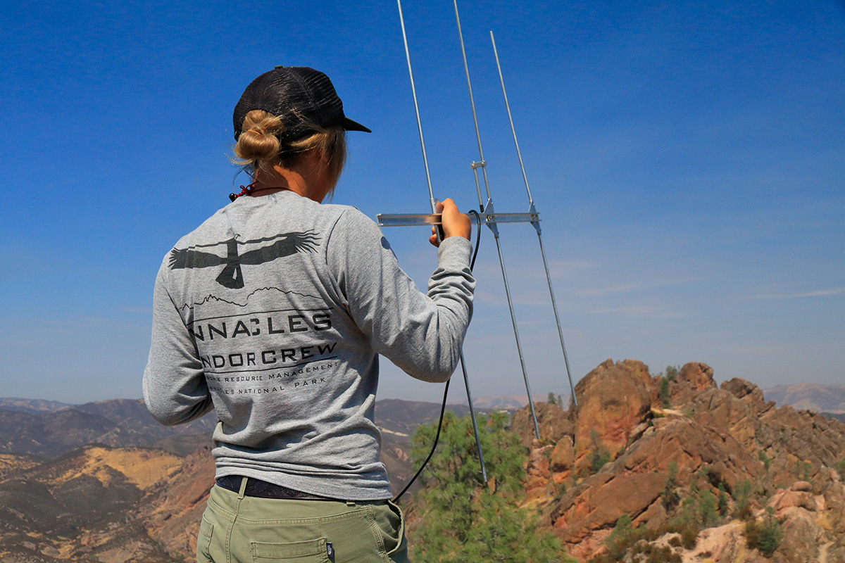 PUBLIC NOTICE: Pinnacles NP recruiting condor monitoring interns ...