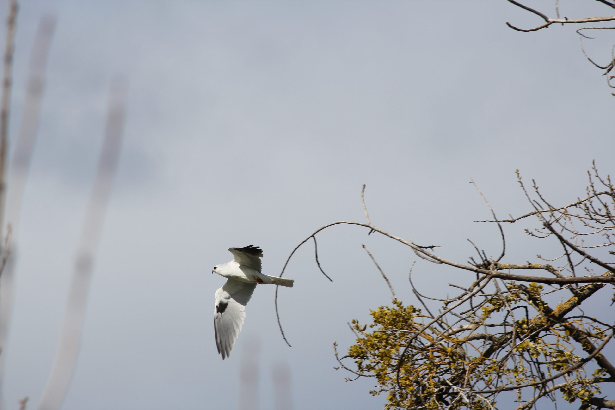 Paicines Ranch deemed bird paradise by Audubon Bird-Friendly Land ...