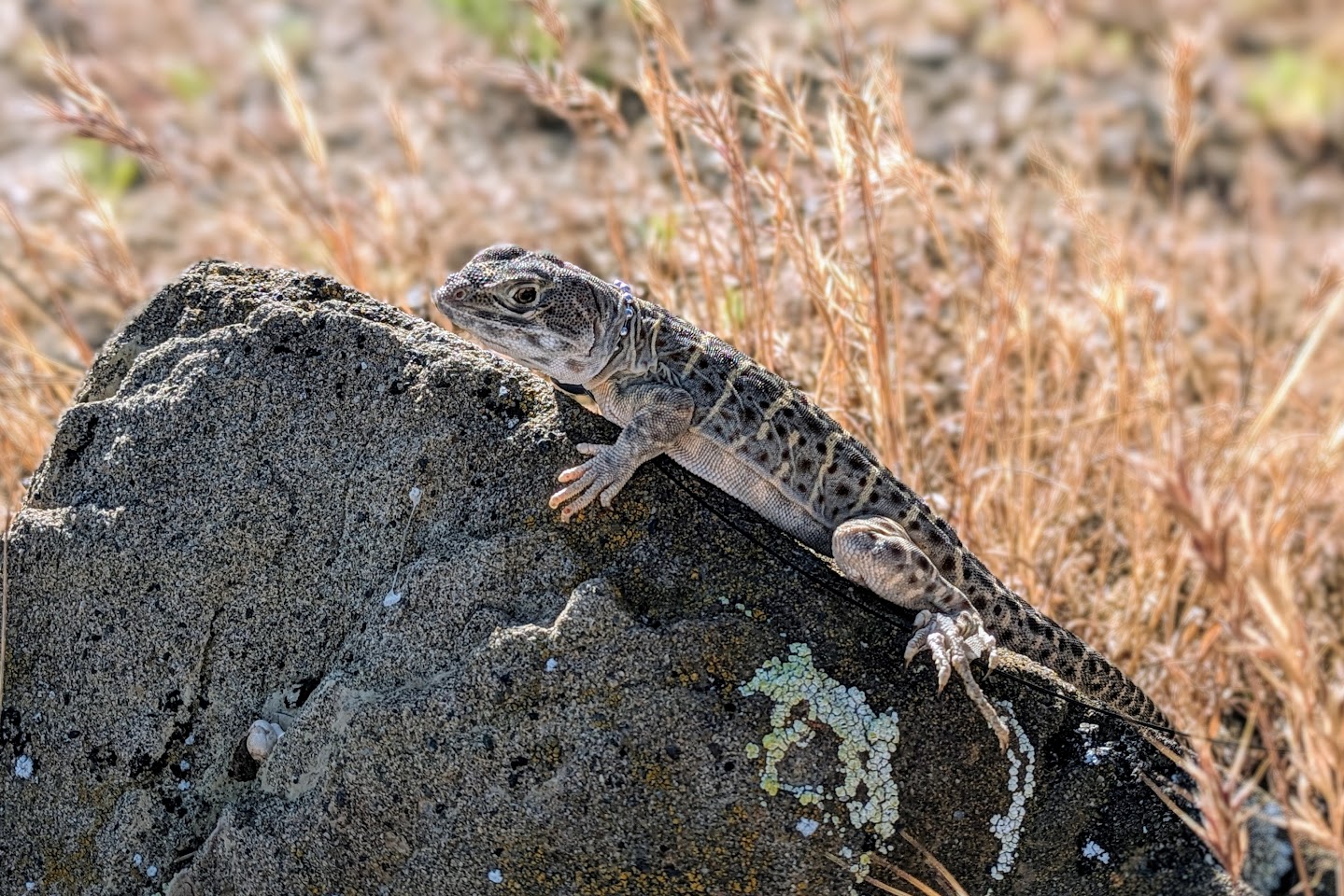 Earth Day: Panoche Hills Blunt-nosed Leopard Lizard update | BenitoLink